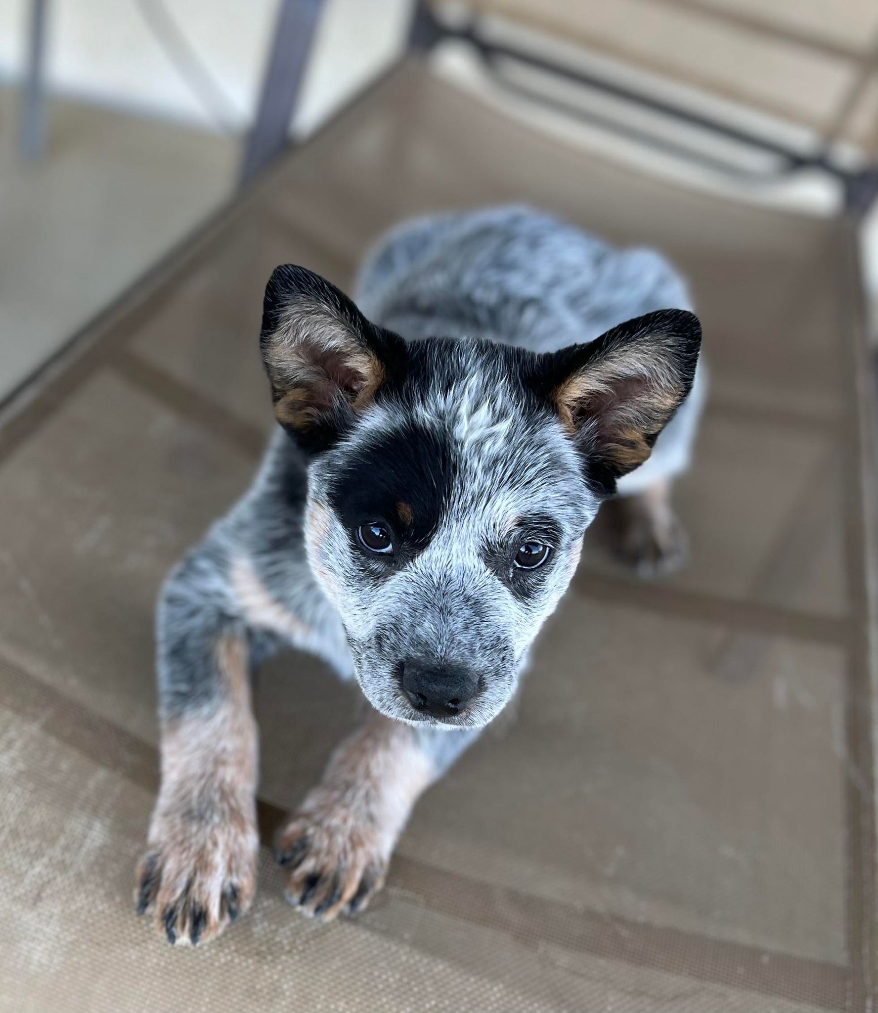 Puppies – Adams Ranch ACDs